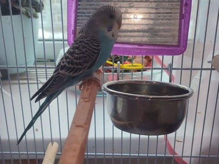 Волнистый попугай