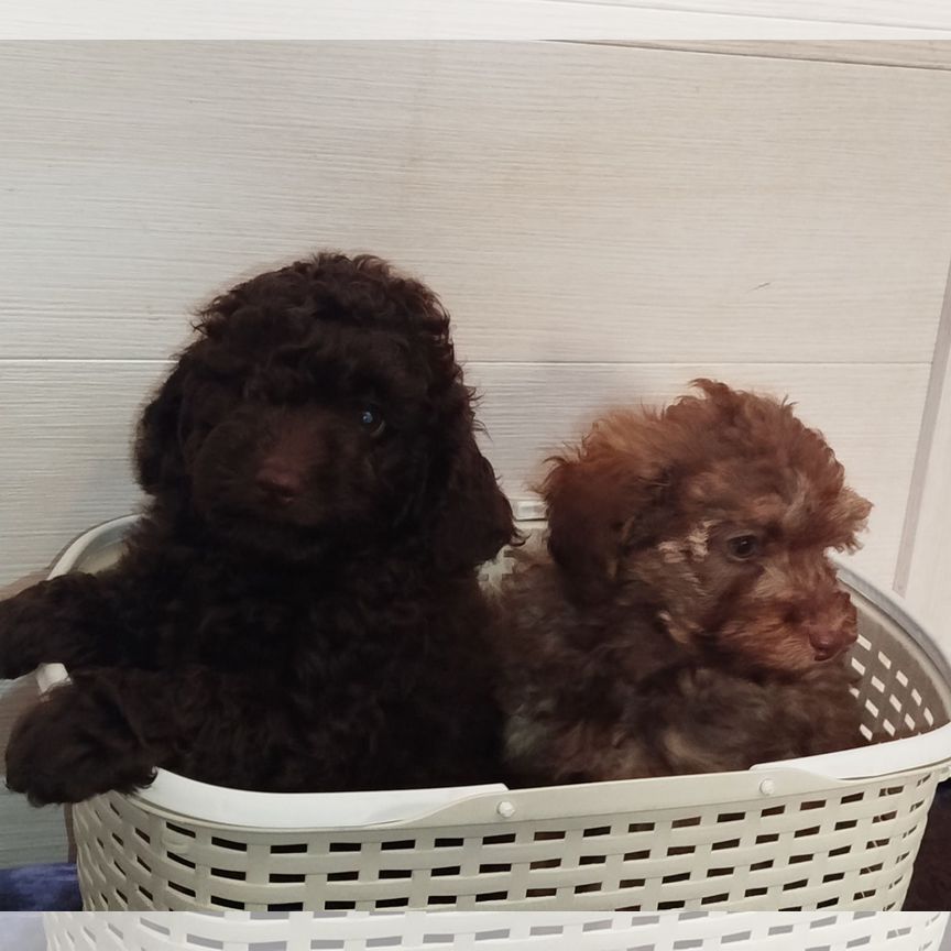 Той-пудель, щенок