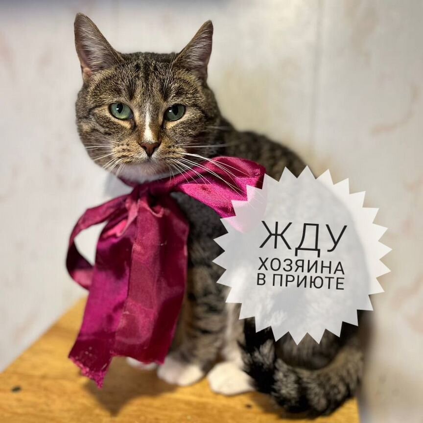Взрослая, кошка в добрые руки