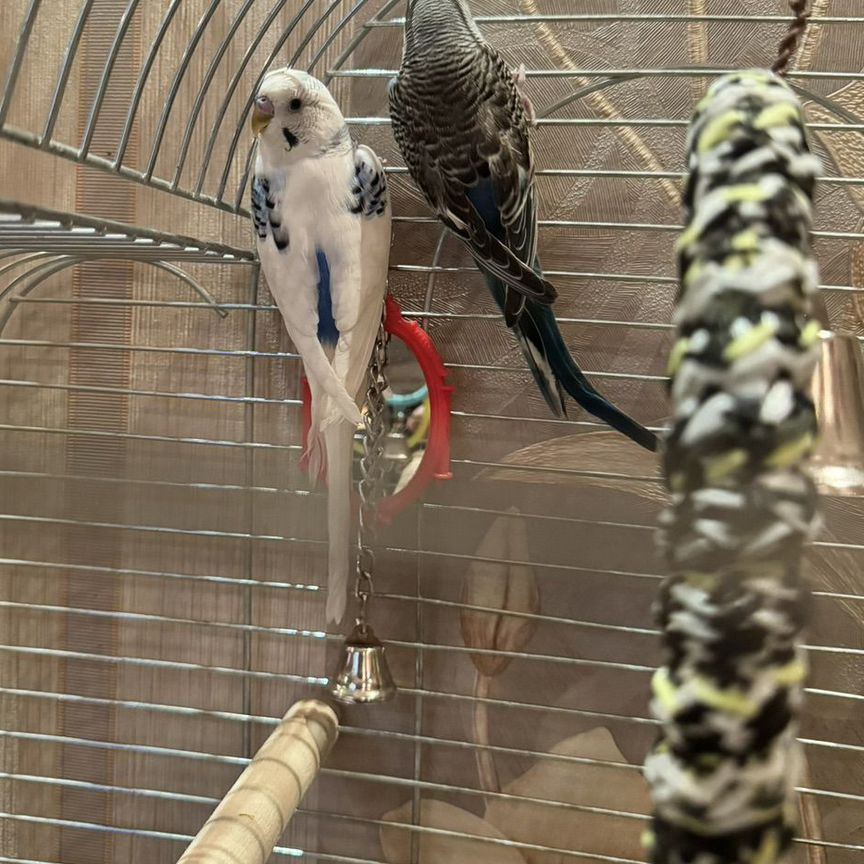 Попугаи волнистики