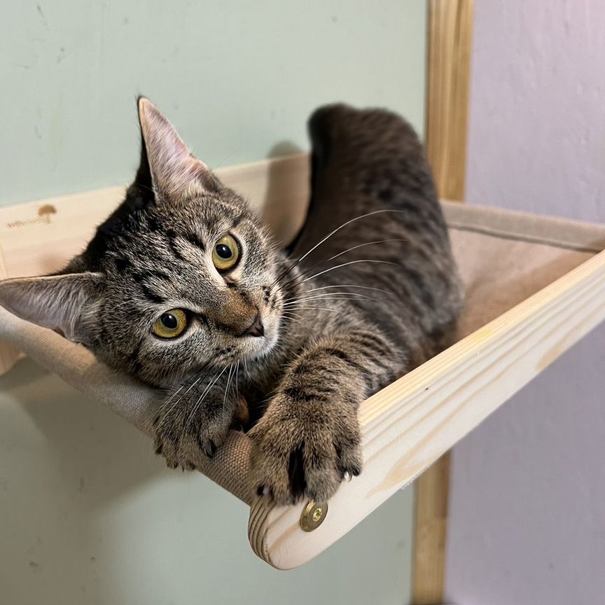 Котенок очень ищет семью