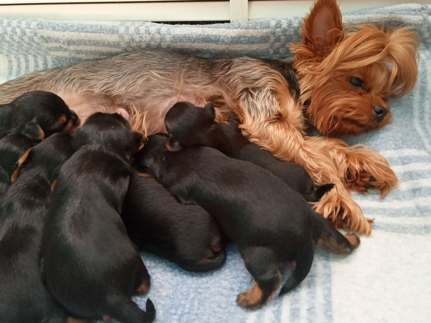 Йоркширский терьер щенки