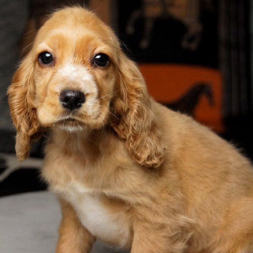 Английский кокер-спаниель, щенок