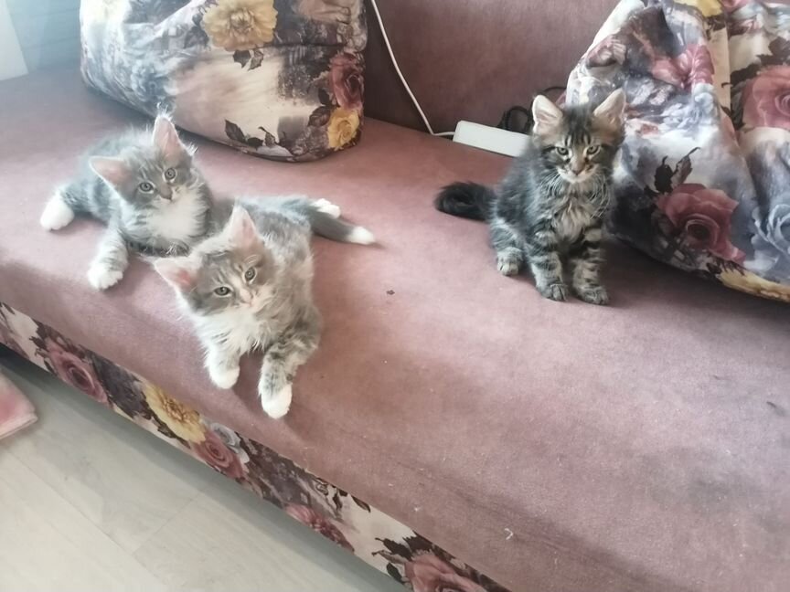 Котята мейн-кун