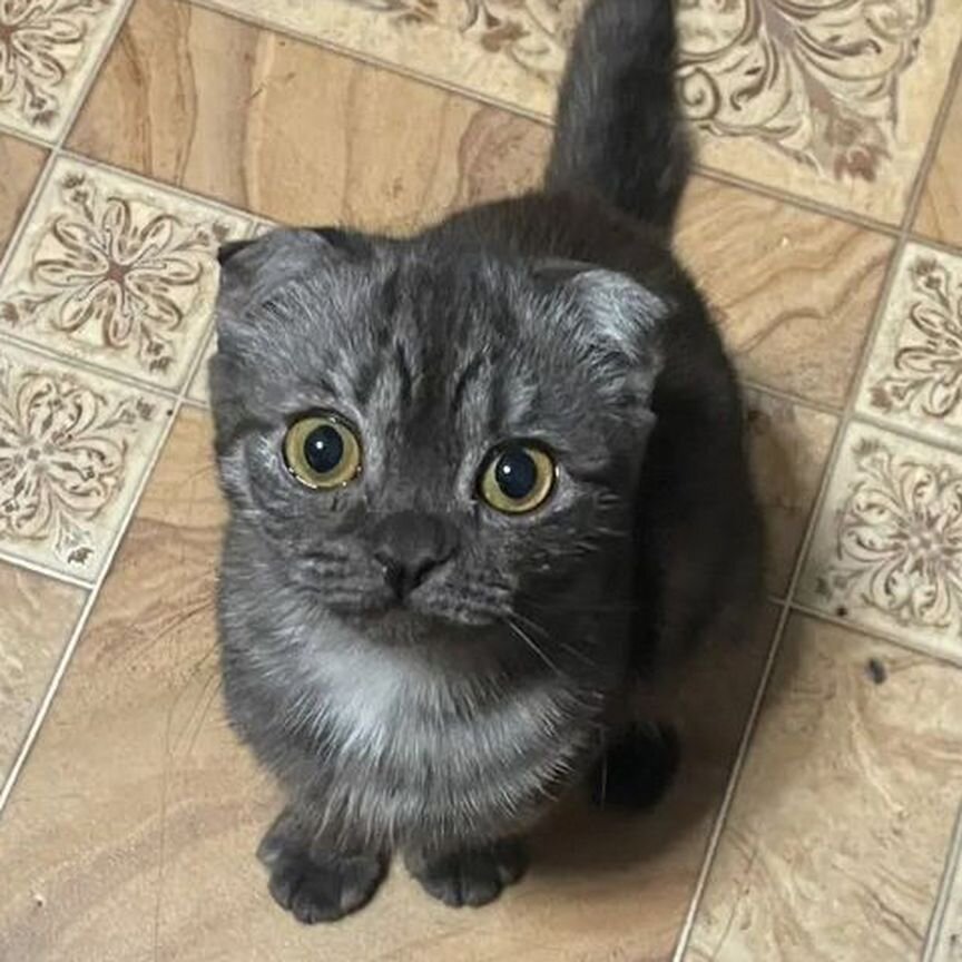 Шотландский вислоухий короткошёрстный котёнок