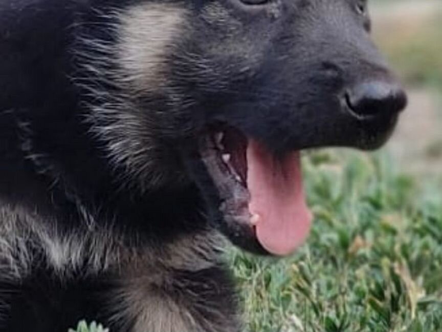 Восточноевропейская овчарка