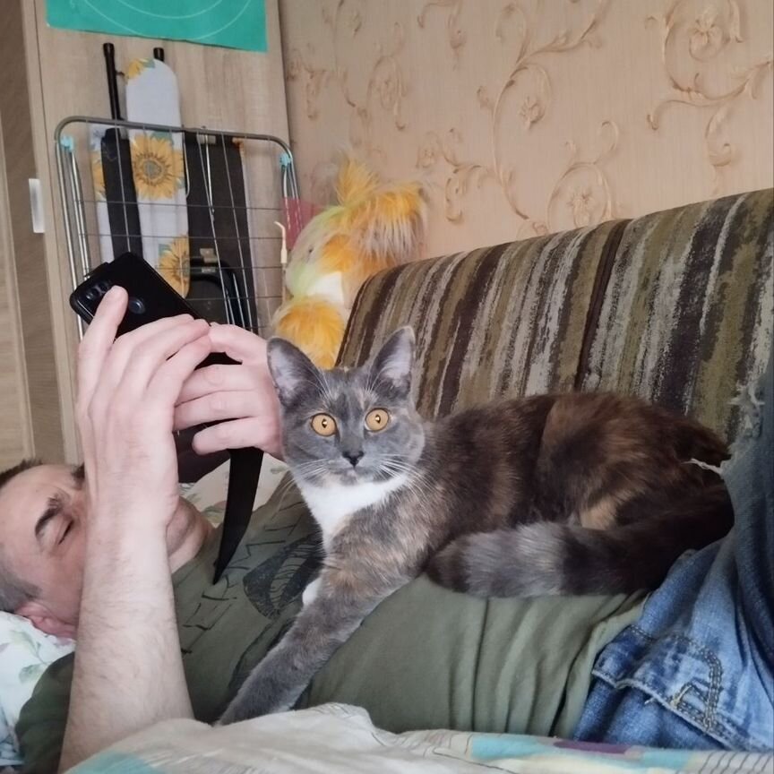 Кошки в добрые руки Воронеж