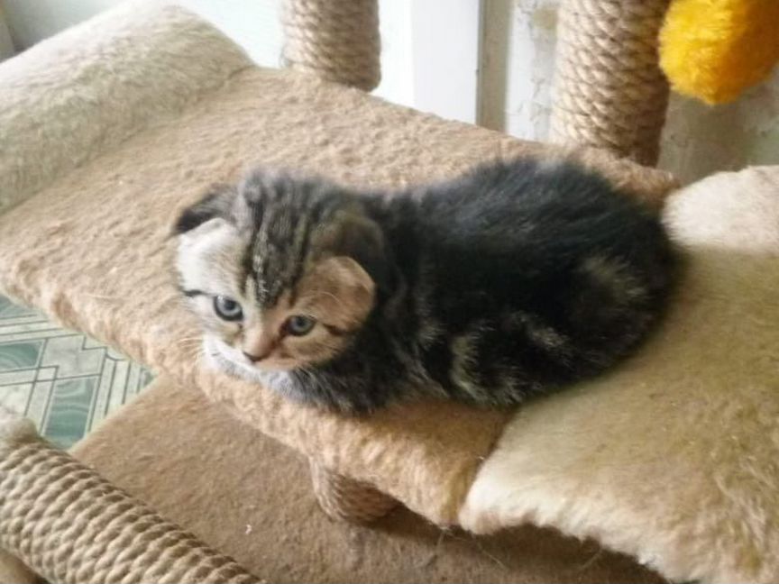 Шотландская вислоухая кошечка,ласковая