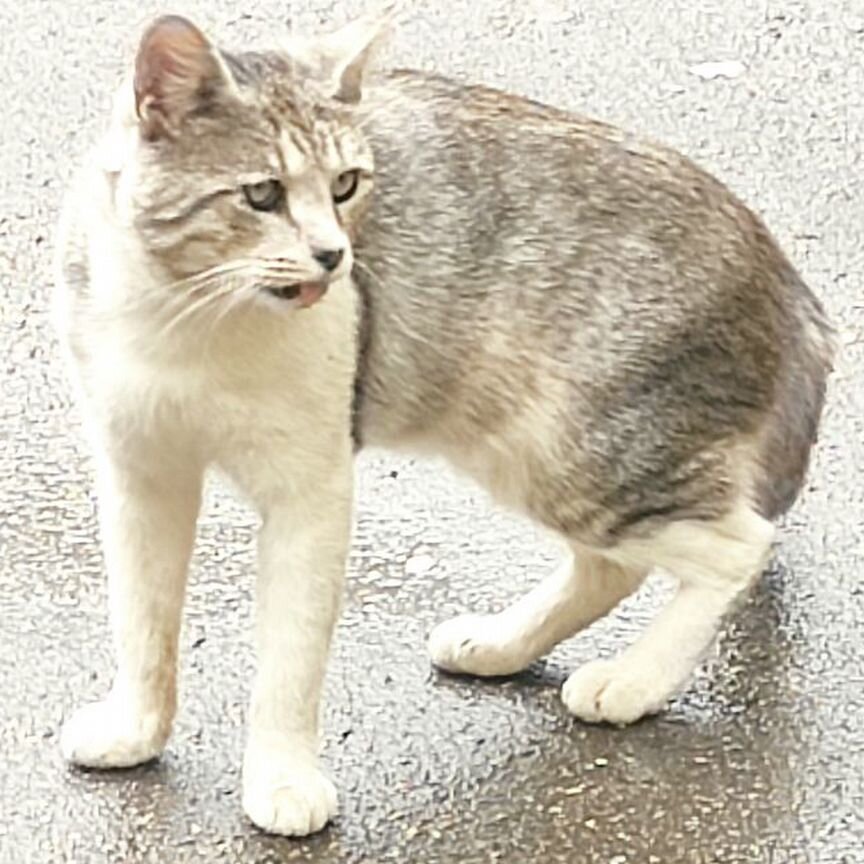 Котик с больными зубками ищет дом