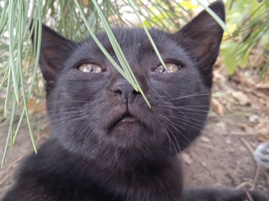 Черная принцесса