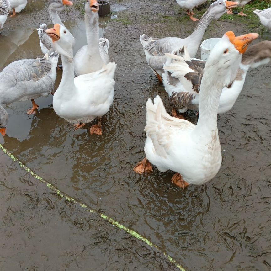 Гусаки Холмогоры датский легорт