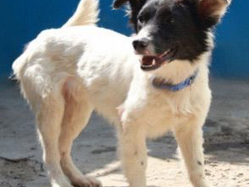 Бимка - песик мальчик в добрые руки