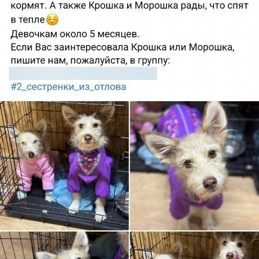 Две сестрички мелкашки