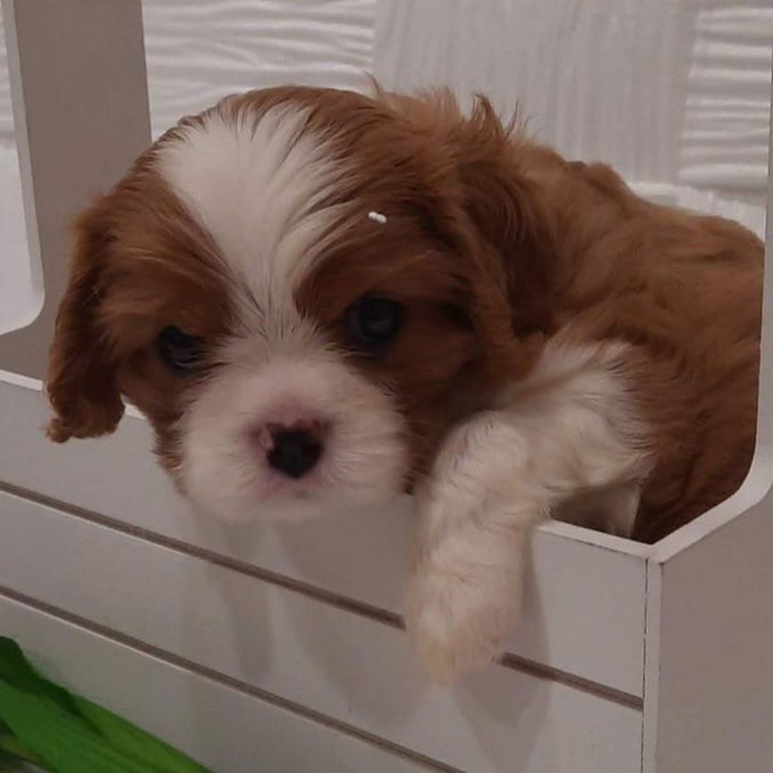 Кавалер Кинг чарльз спаниель