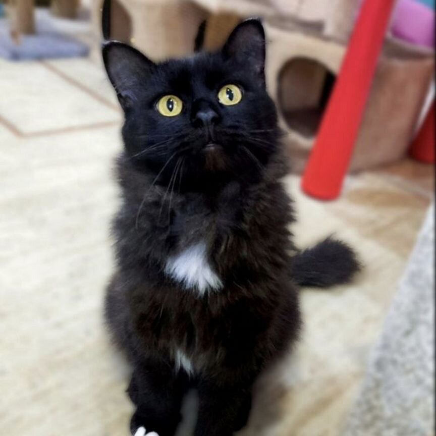 Кошечки в добрые-добрые руки