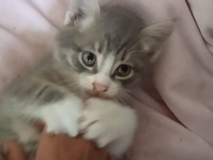 Котята дымчатые, серые