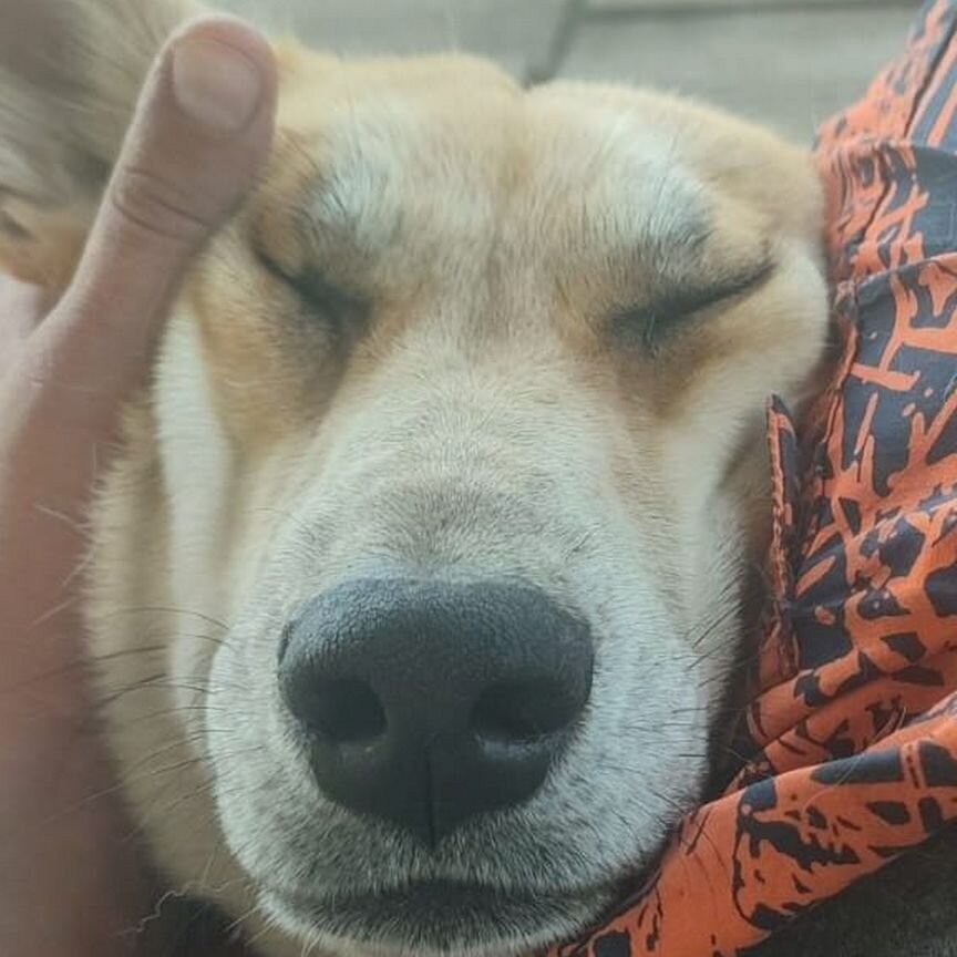 Акита метис