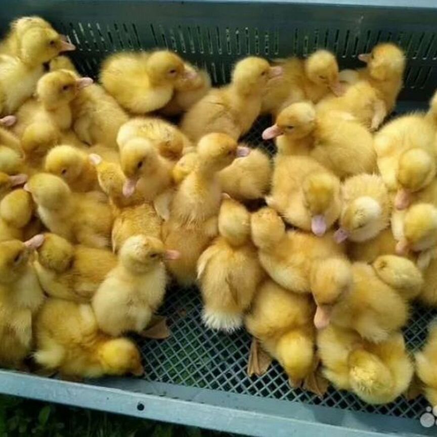 Бройлерные утята ск 6