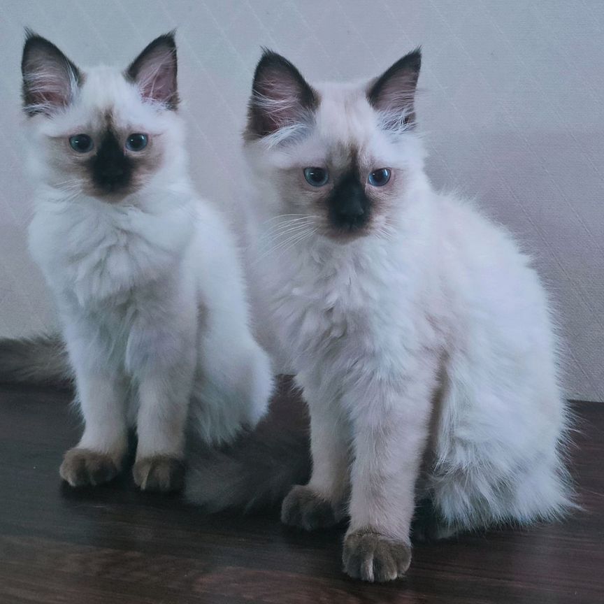 Бирманский котёнок