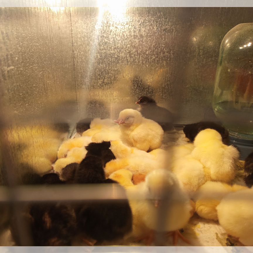 Цыплята кур несушек