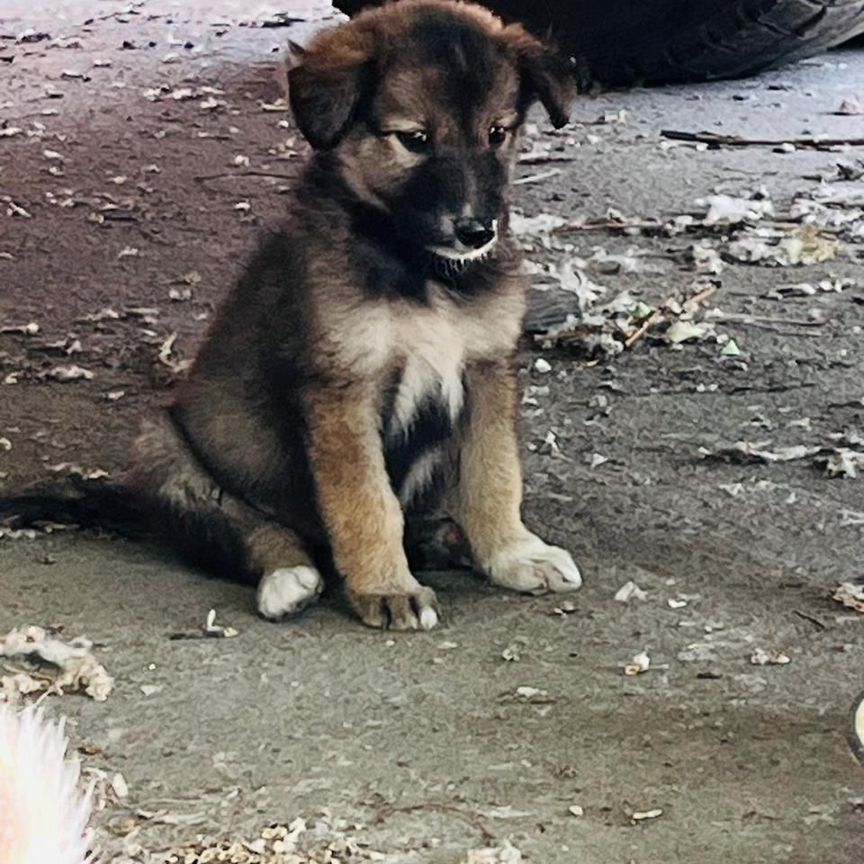 Щенки в добрые руки