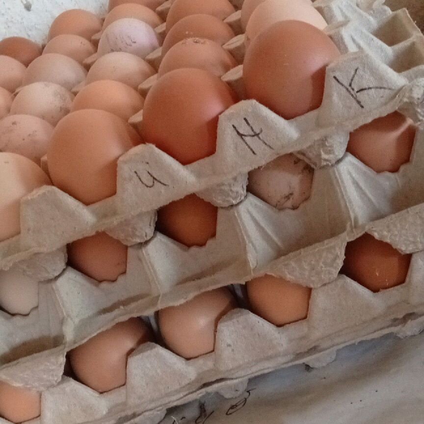 Инкубационное яйцо