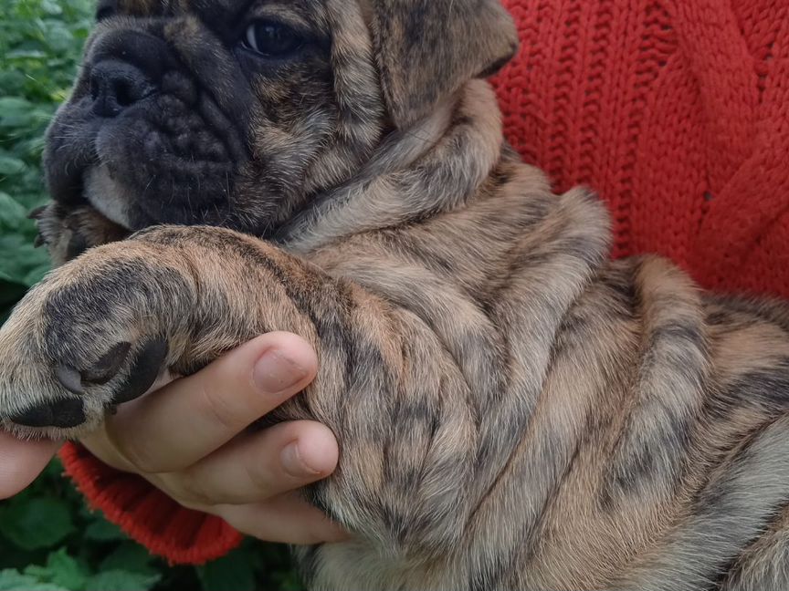 Мальчик английского бульдога