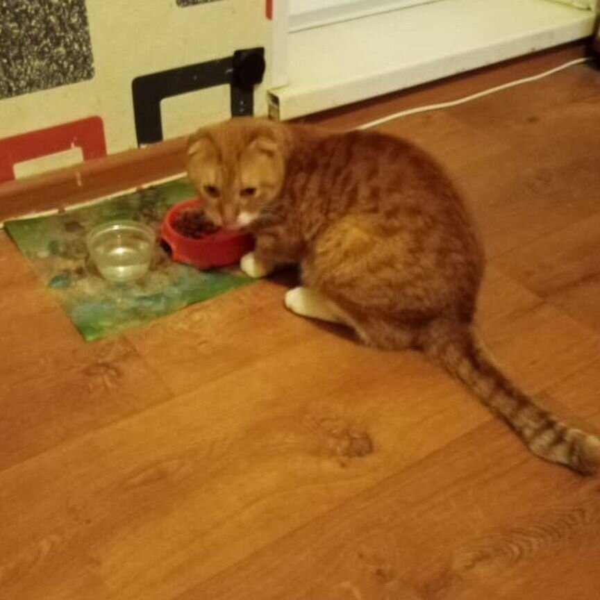 Отдам в добрые руки