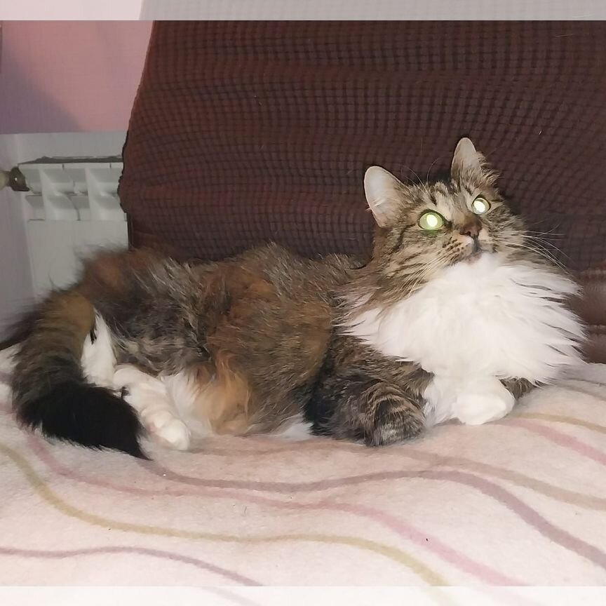 Кошка в добрые руки