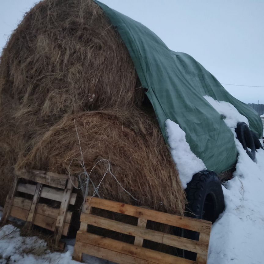 Продам сено в рулонах