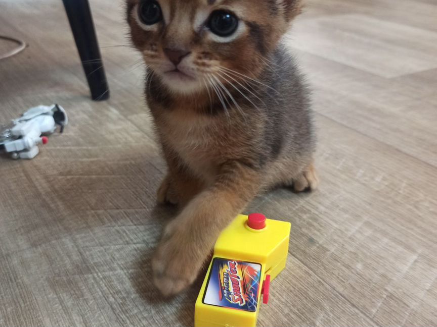 Абиссинский котёнок мальчик
