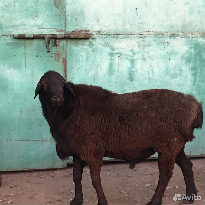 Гисарский баран