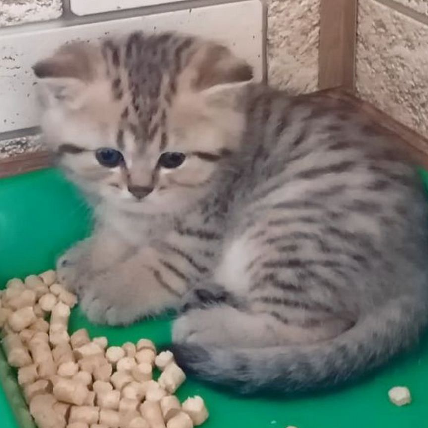 Британские котята шиншилла