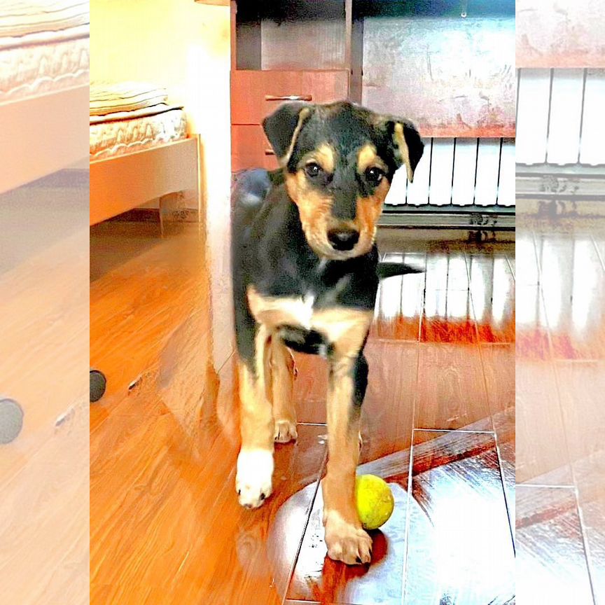 Будущий охранник Василий. Щенок