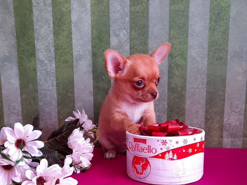 Чихуахуа,чудо мальчишка