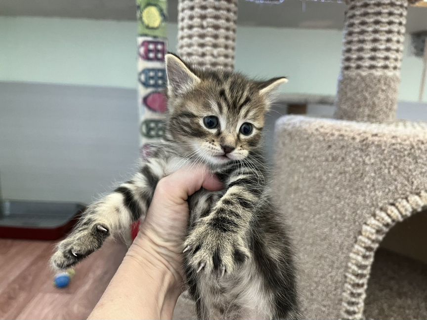Котята рысята курильский бобтейл
