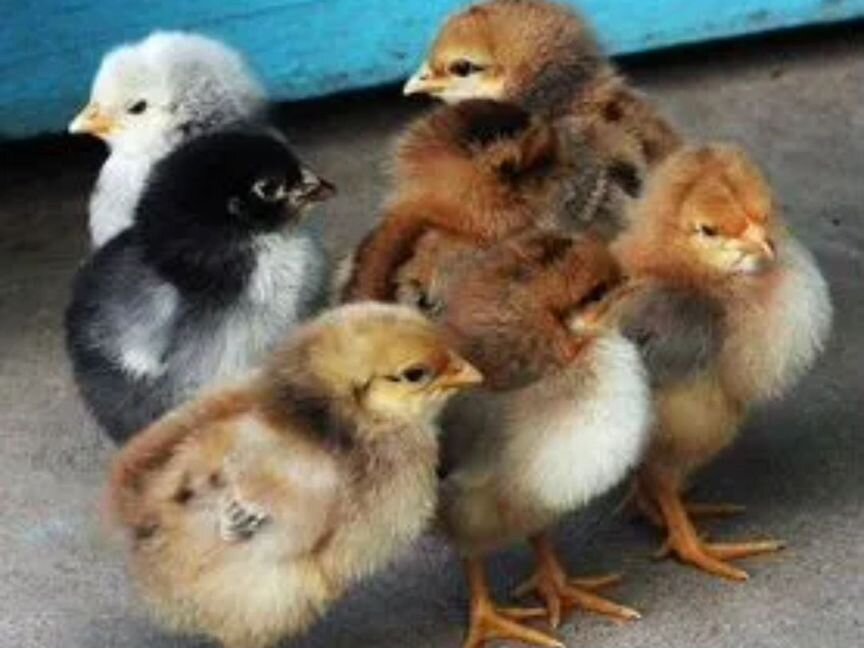 Цыплята суточные разной породы