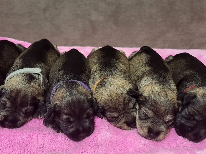 Щенки цвергшнауцера