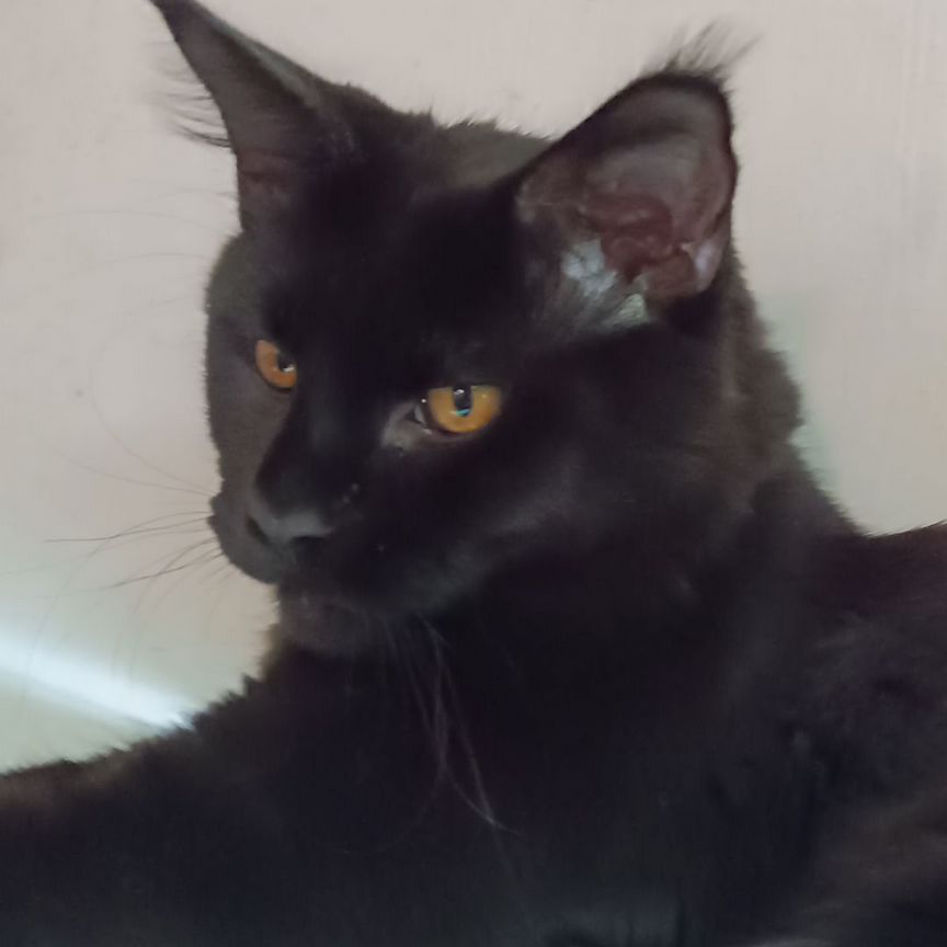 Ребята мейн кунята