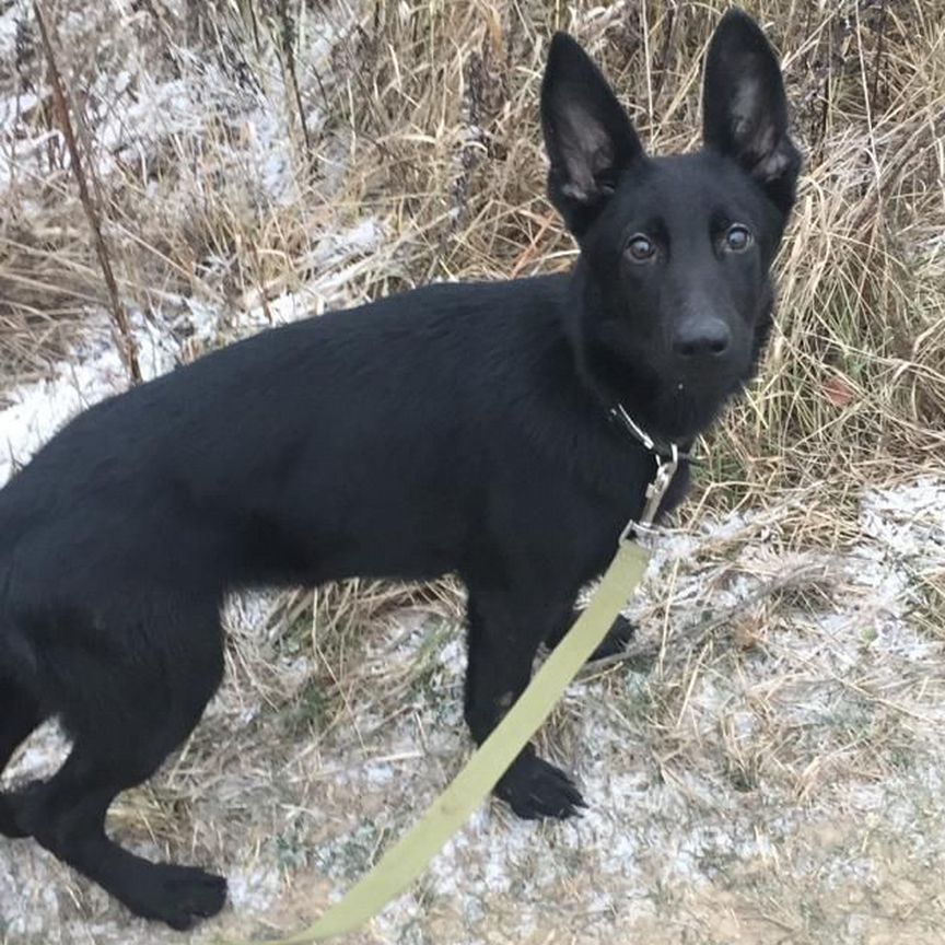 Немецкая овчарка, щенок