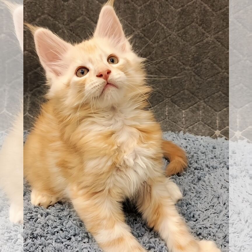 Мейн-кун котёнок