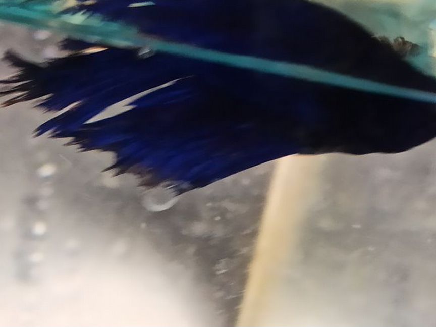 Рыбка петушок самец