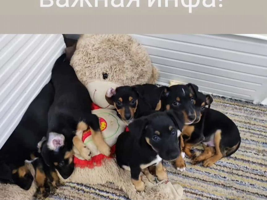 Щенки ягдтерьера