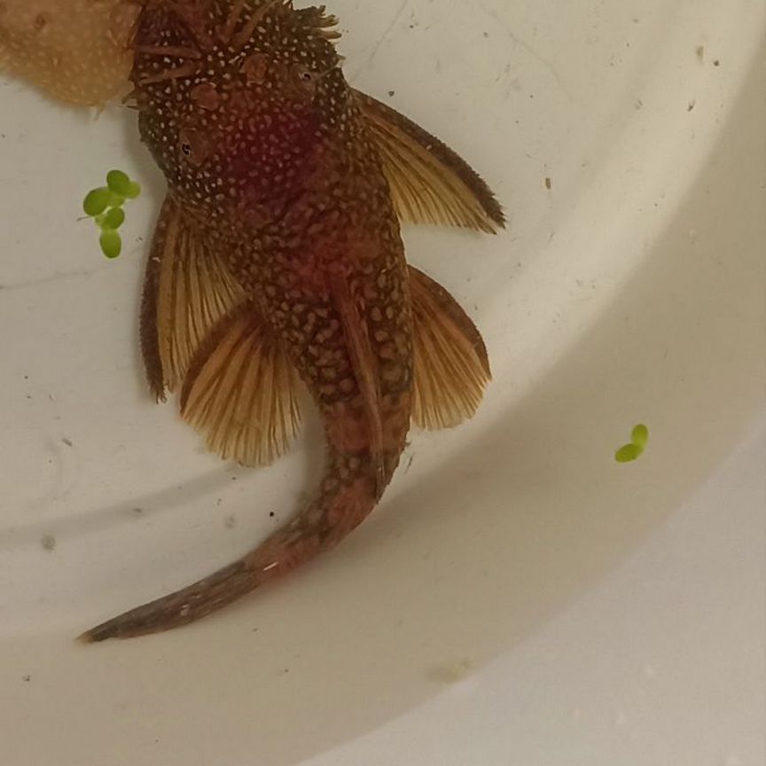 Анциструс leopard самец