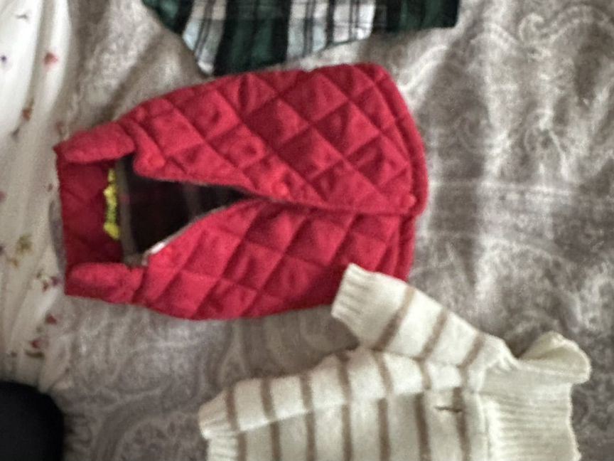 Одежда для собак