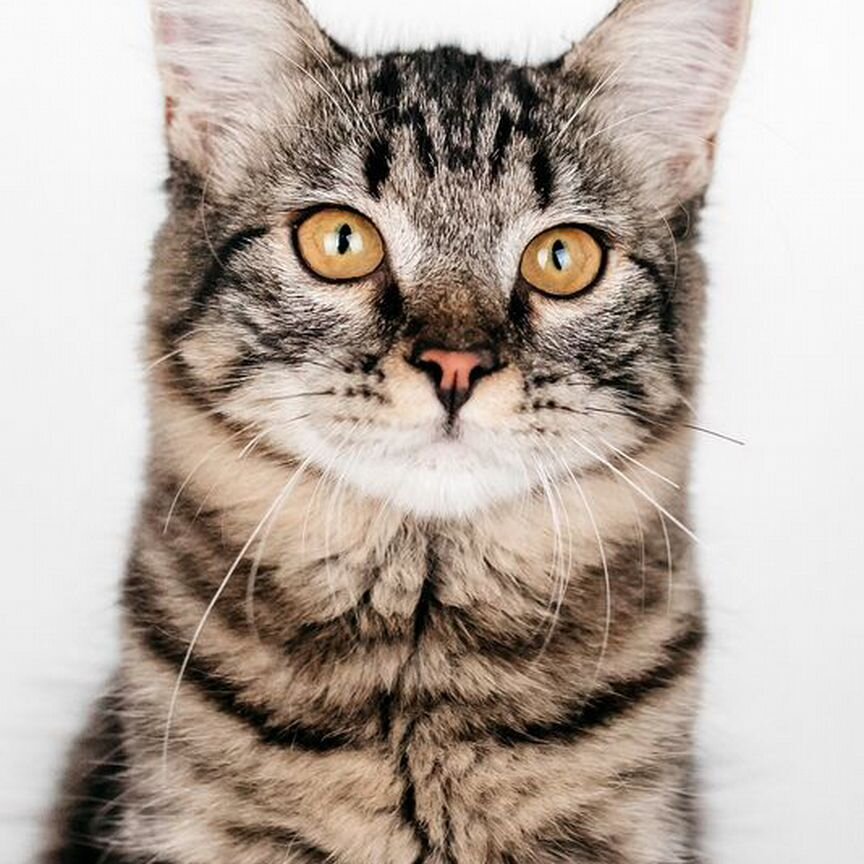 Тигровая красавица с пушистым хвостом Белка в дар