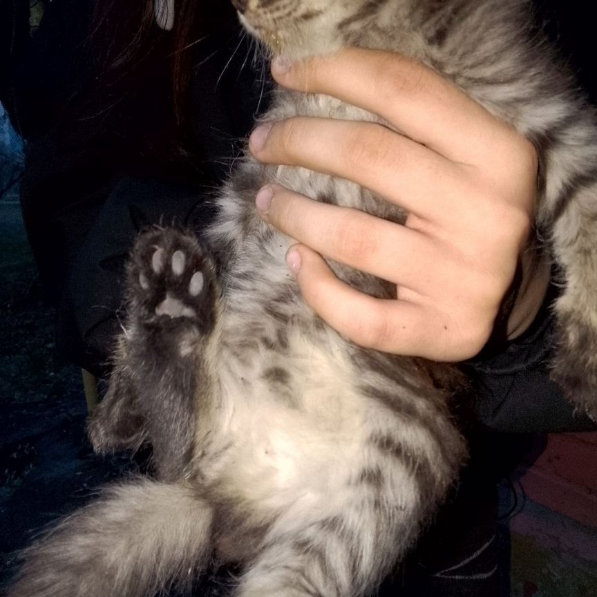 Отдам котенка в добрые ручки