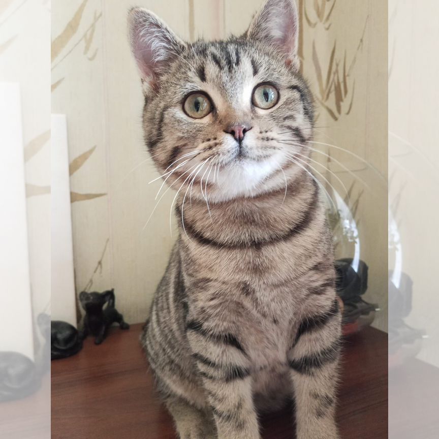 Котенок британец