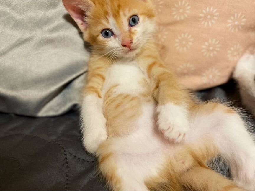 Шустрик ищет дом