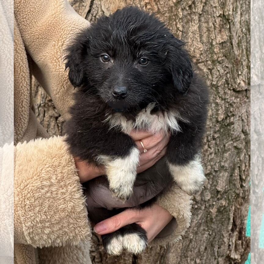 Щенок в добрые руки